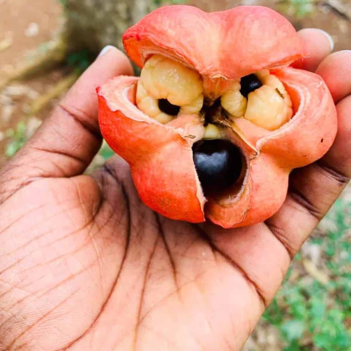 Vegan Ackee - Daniel's Plate